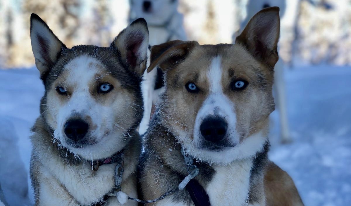 Dogs life – White Trail Adventures